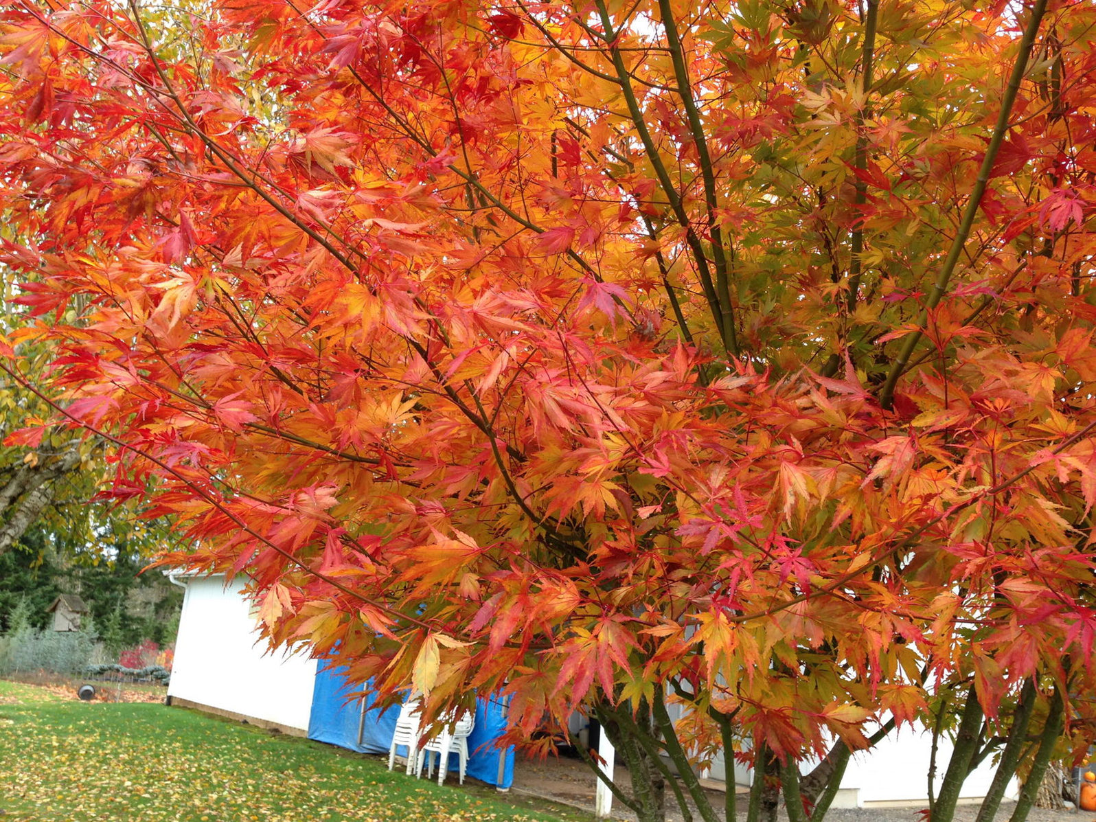 Buy Acer palmatum 'Orange Flame' Great Fall Color Japanese Maple — Mr ...