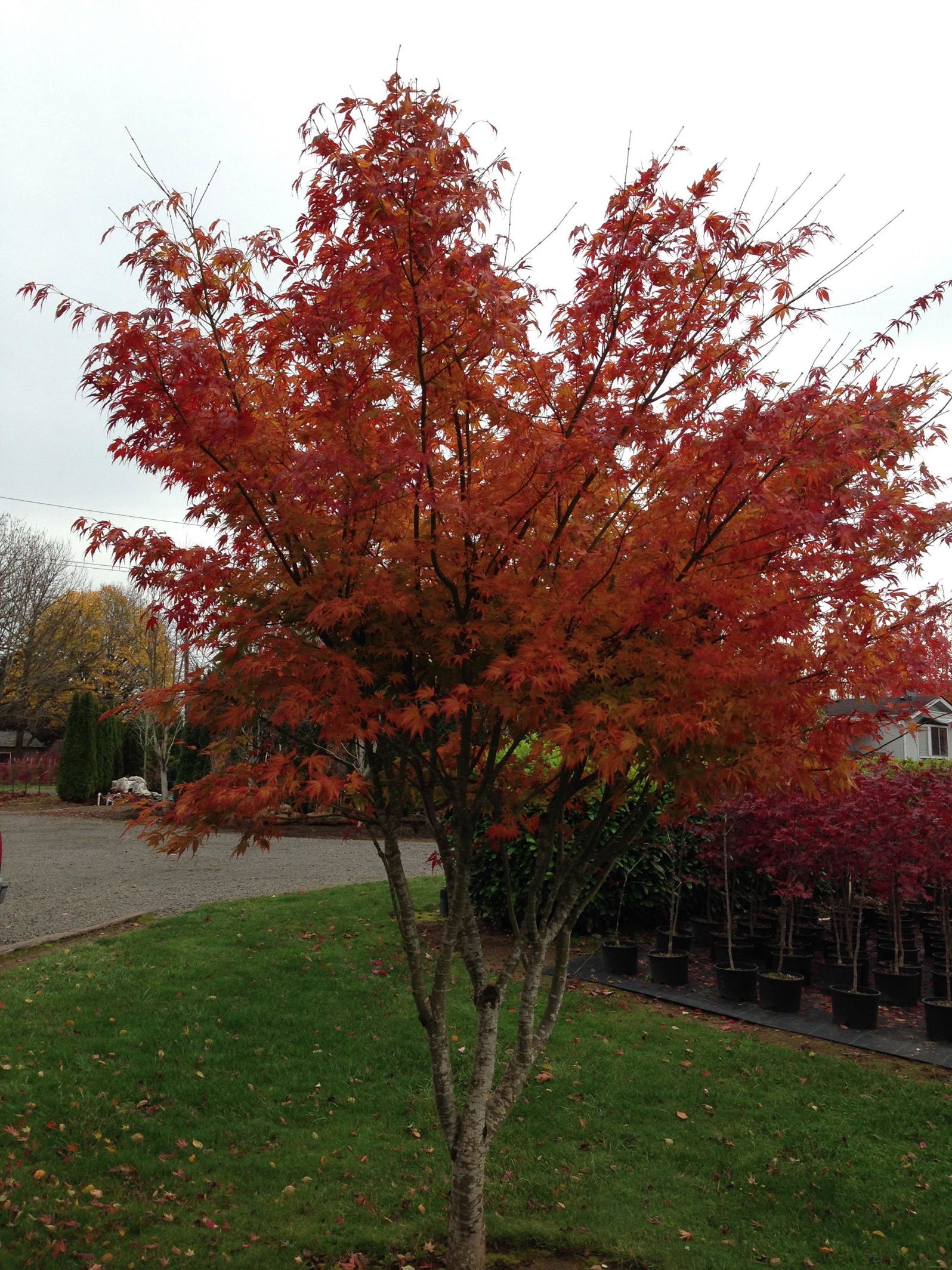 Buy Acer palmatum 'Orange Flame' Great Fall Color Japanese Maple — Mr ...