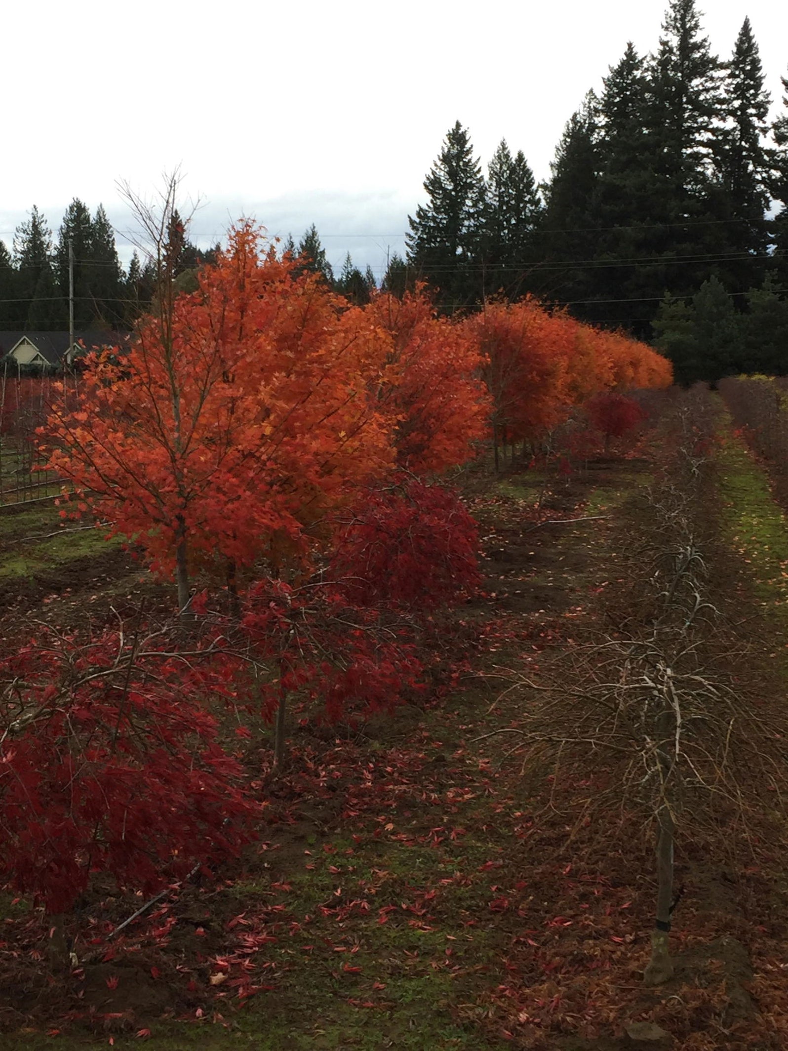 Buy Acer palmatum 'Orange Flame' Great Fall Color Japanese Maple — Mr ...