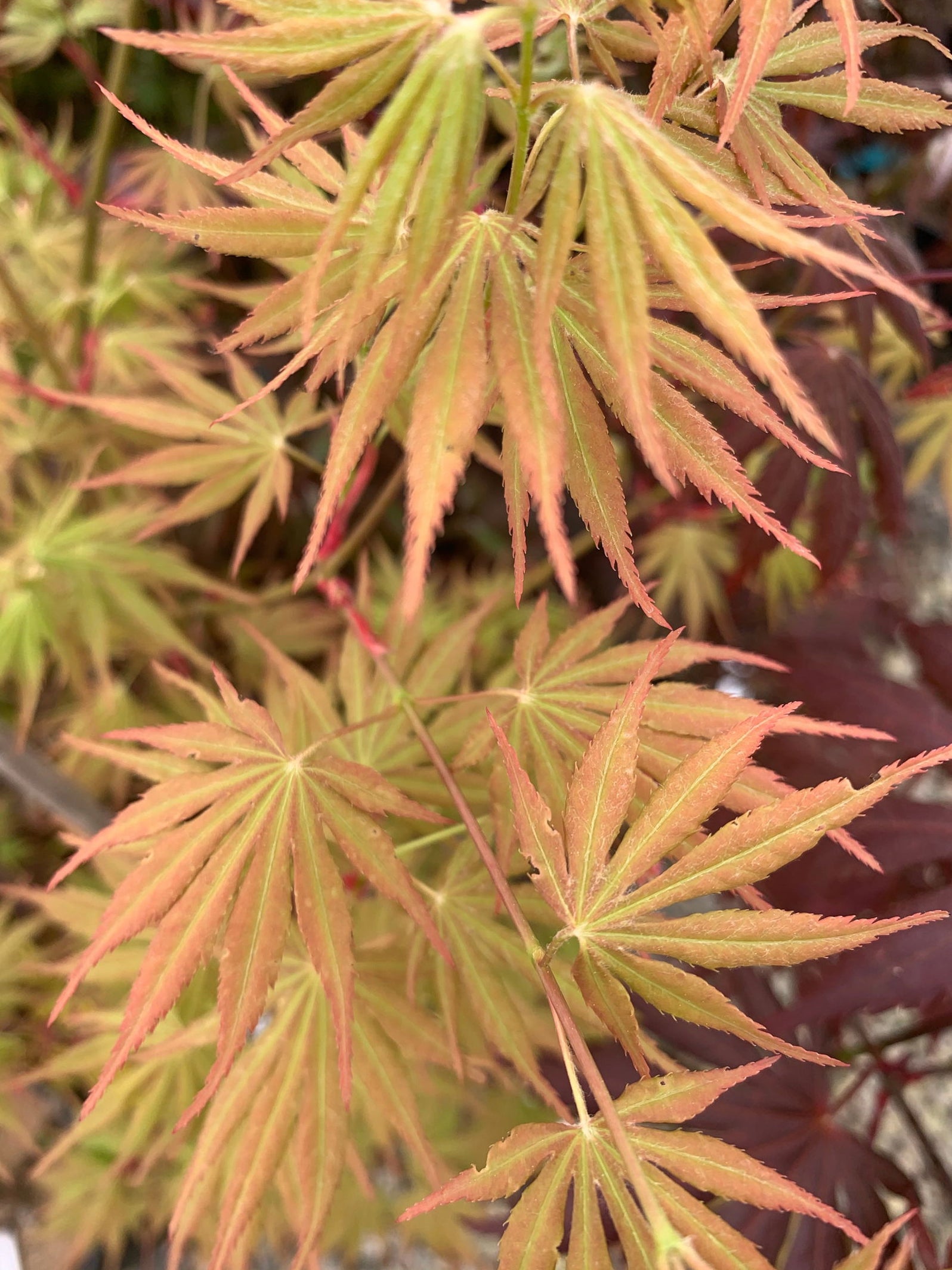 Buy Acer palmatum 'Orange Flame' Great Fall Color Japanese Maple — Mr ...