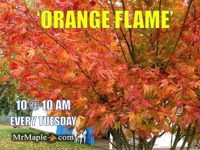 Buy Acer palmatum 'Orange Flame' Great Fall Color Japanese Maple — Mr ...