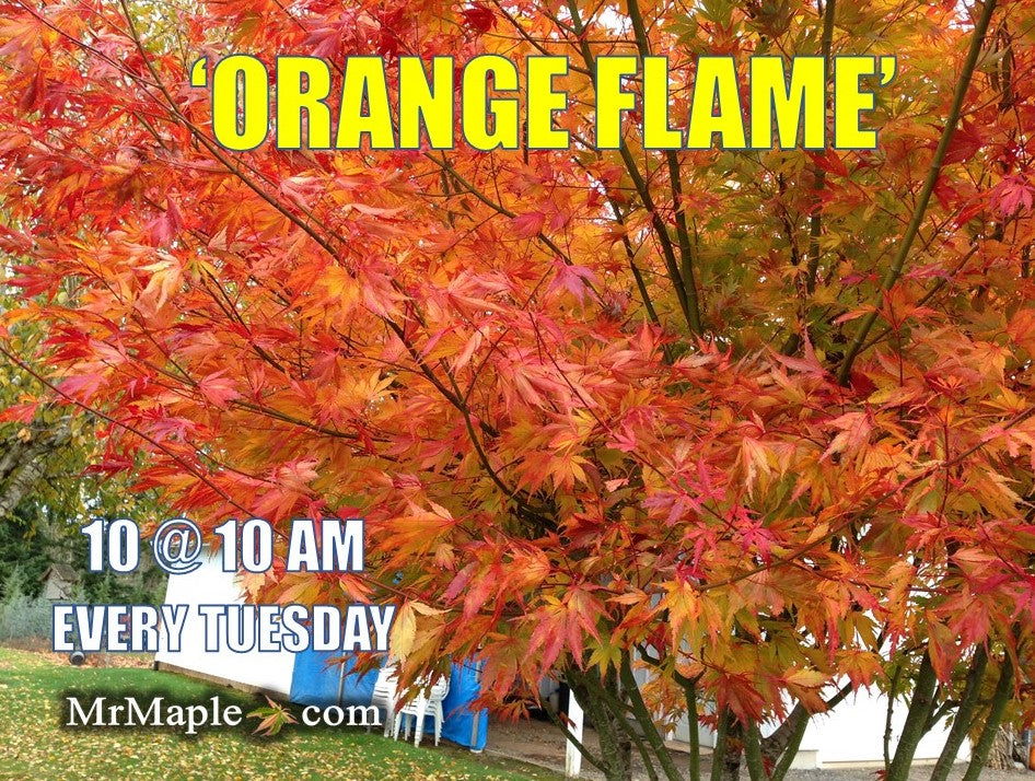 Buy Acer palmatum 'Orange Flame' Great Fall Color Japanese Maple — Mr ...