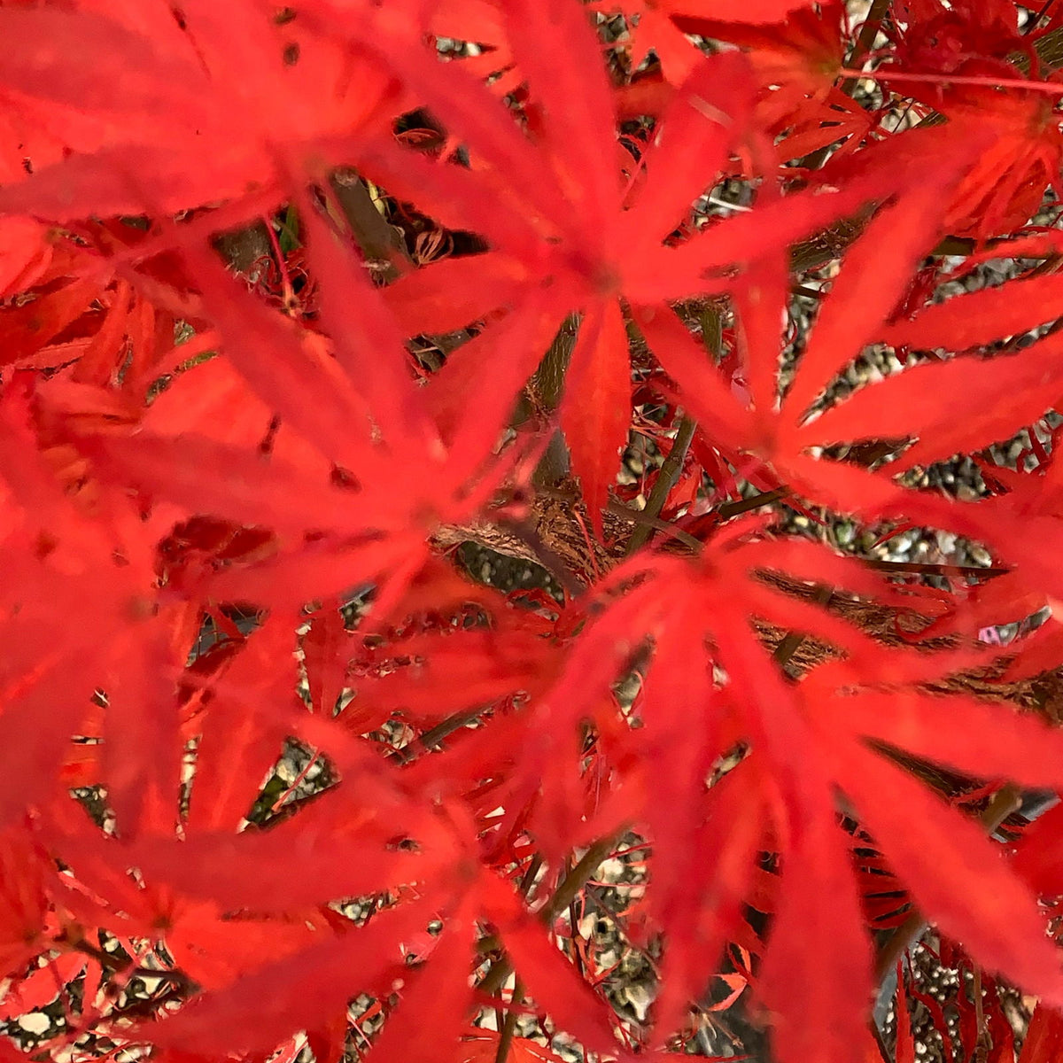 Buy Acer palmatum 'Oregon Sunset' Japanese Maple — Mr Maple │ Buy ...