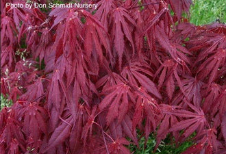 Buy Acer palmatum 'Oregon Sunset' Japanese Maple — Mr Maple │ Buy ...