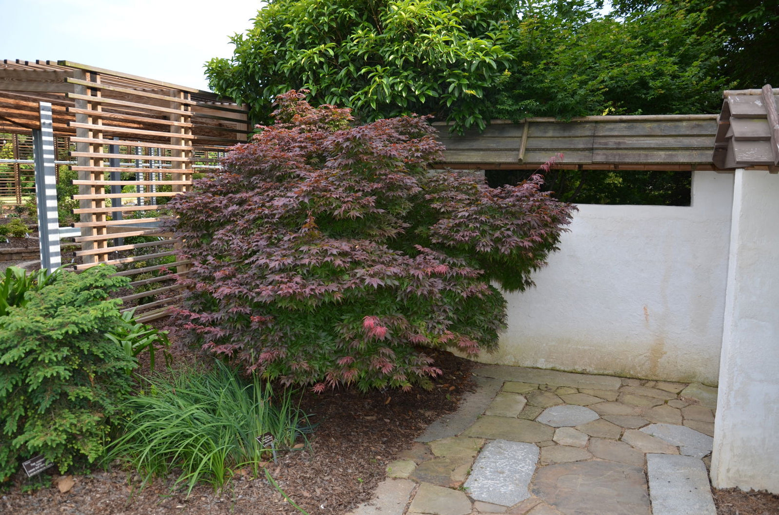 Buy Acer palmatum 'Oregon Sunset' Japanese Maple — Mr Maple │ Buy ...