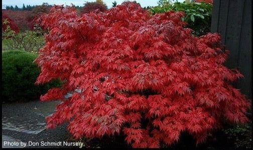 Buy Acer palmatum 'Oregon Sunset' Japanese Maple — Mr Maple │ Buy ...