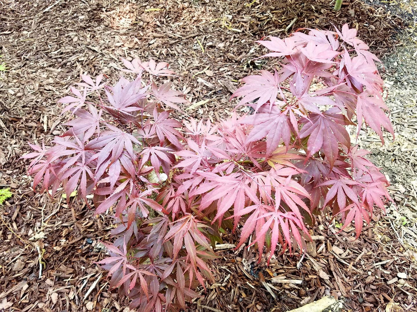 Buy Acer palmatum 'Oregon Sunset' Japanese Maple — Mr Maple │ Buy ...