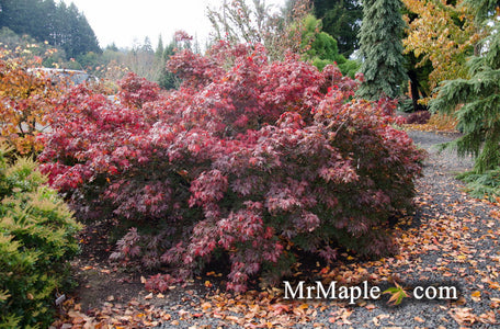 Buy Acer palmatum 'Oregon Sunset' Japanese Maple — Mr Maple │ Buy ...