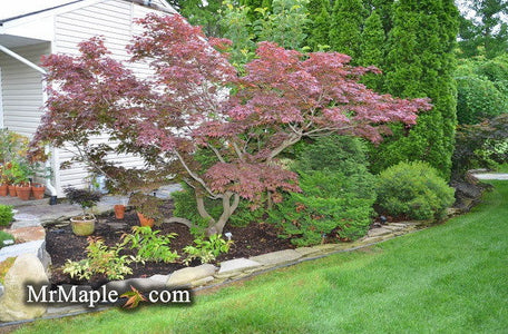 Buy Acer palmatum 'Oregon Sunset' Japanese Maple — Mr Maple │ Buy ...