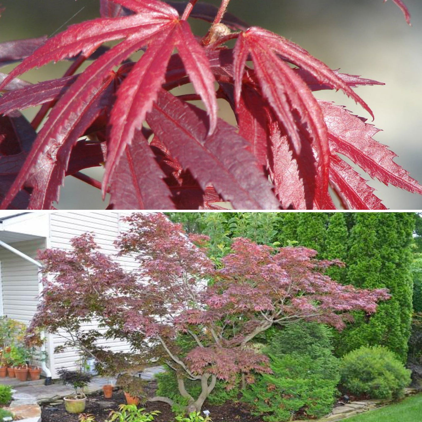 Buy Acer palmatum 'Oregon Sunset' Japanese Maple — Mr Maple │ Buy ...