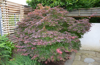 Buy Acer palmatum 'Oregon Sunset' Japanese Maple — Mr Maple │ Buy ...