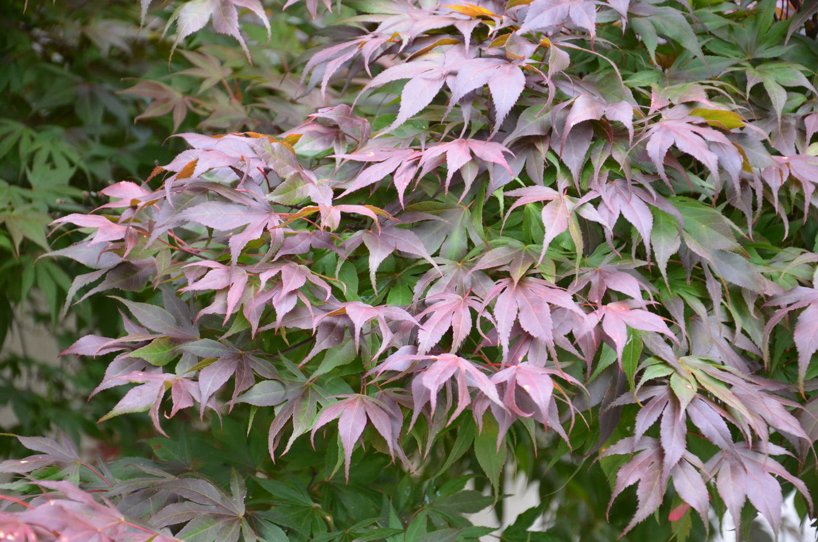 Buy Acer palmatum 'Oregon Sunset' Japanese Maple — Mr Maple │ Buy ...