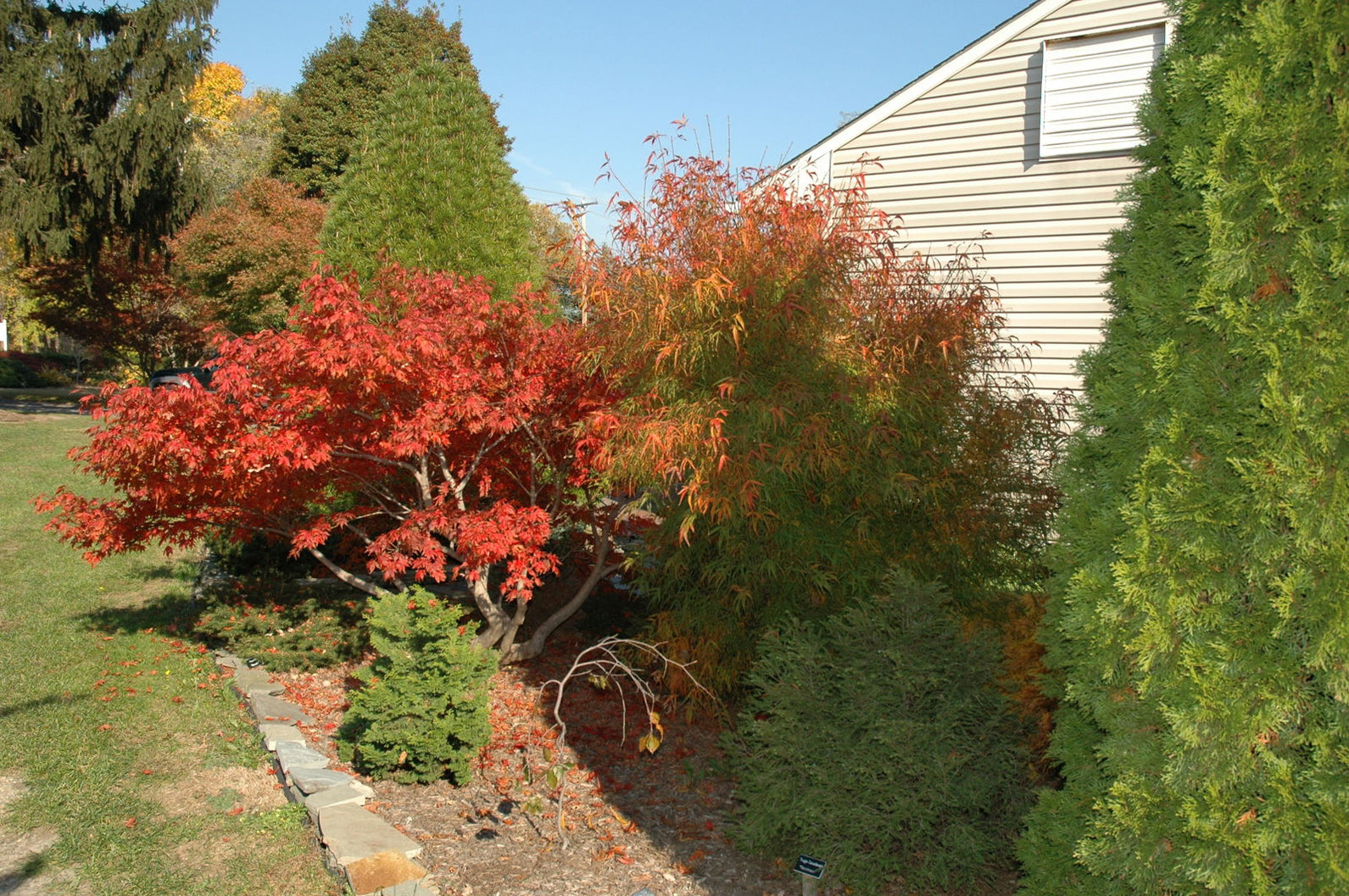 Buy Acer palmatum 'Oregon Sunset' Japanese Maple — Mr Maple │ Buy ...