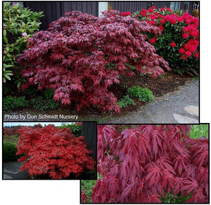 Buy Acer palmatum 'Oregon Sunset' Japanese Maple — Mr Maple │ Buy ...