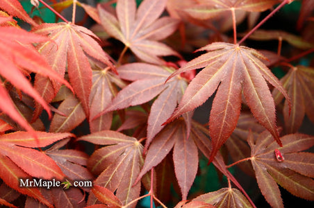 Buy Acer palmatum 'Oregon Sunset' Japanese Maple — Mr Maple │ Buy ...