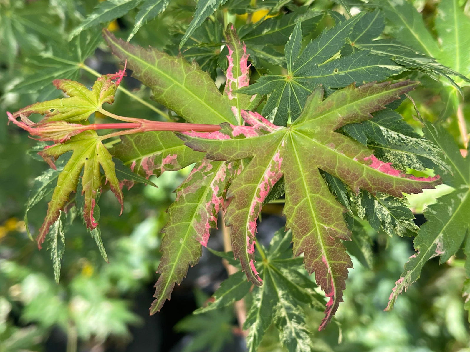 Buy Acer palmatum 'Ori zuru' Japanese Maple — Mr Maple │ Buy Japanese ...