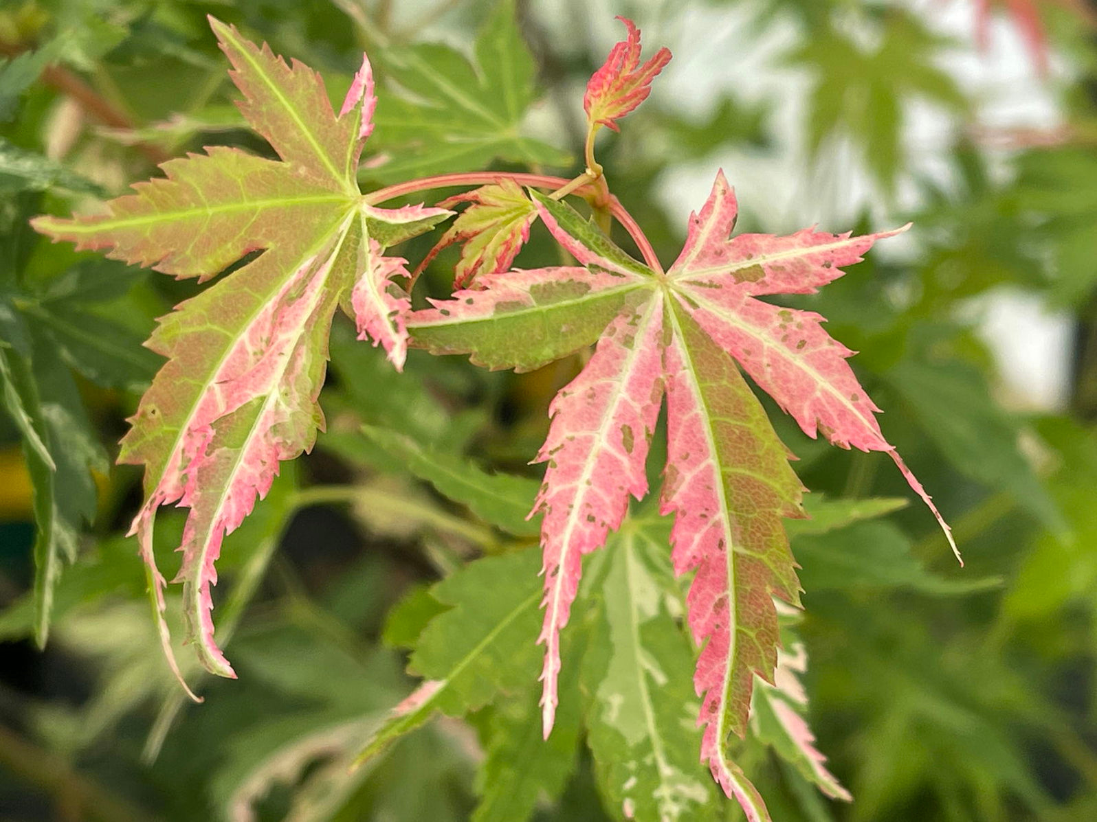 Buy Acer palmatum 'Ori zuru' Japanese Maple — Mr Maple │ Buy Japanese ...