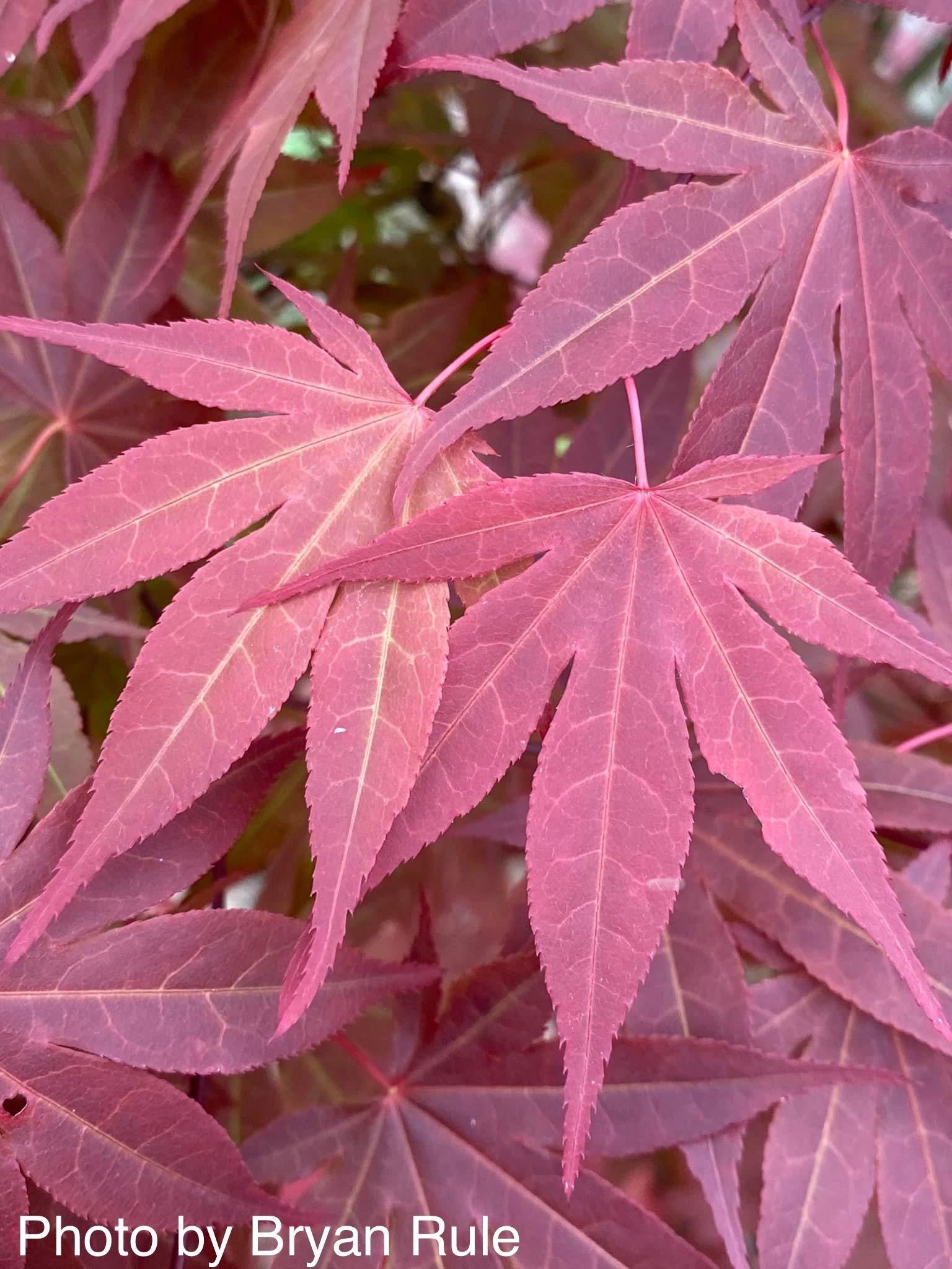 Buy Japanese Maples - MrMaple — Mr Maple │ Buy Japanese Maple Trees