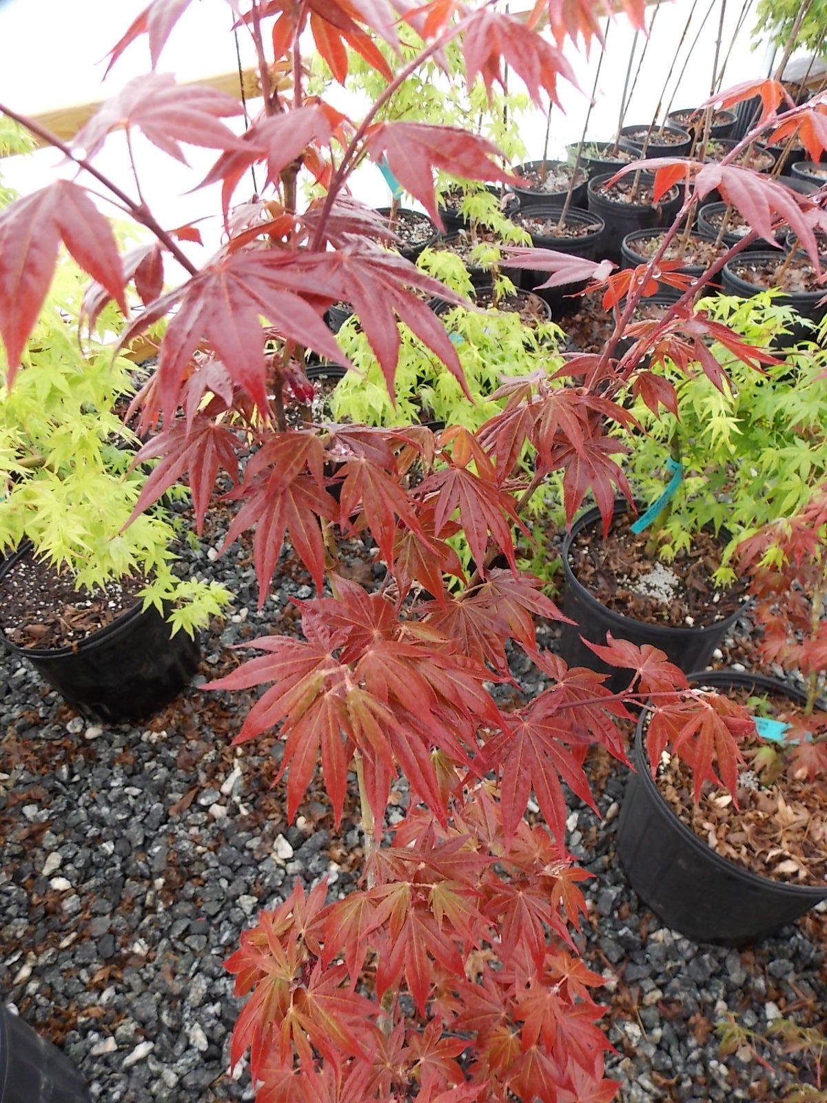 Buy Acer palmatum 'Oshio beni' Japanese Maple — Mr Maple │ Buy Japanese ...