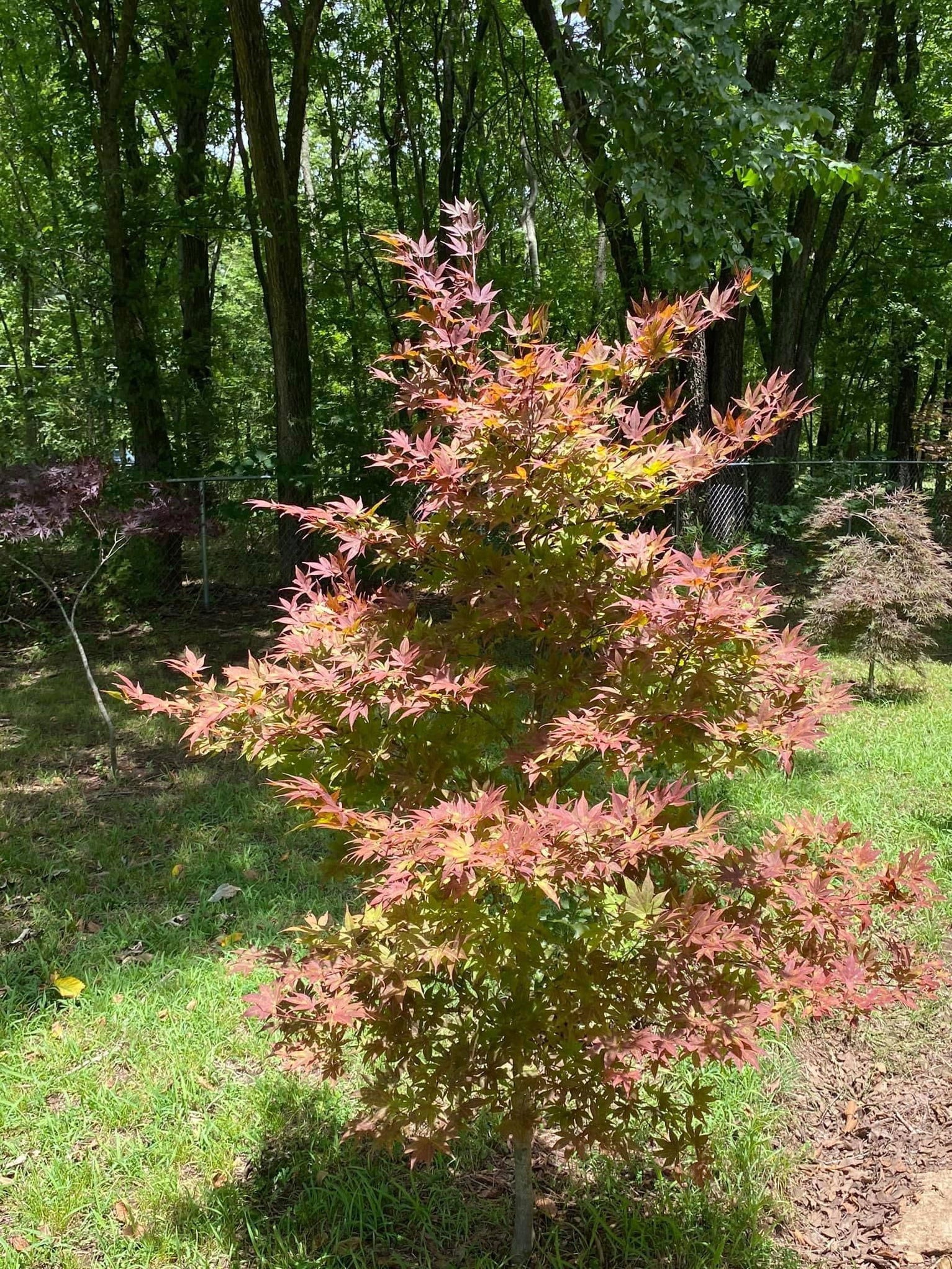 Buy Acer palmatum 'Oshio beni' Japanese Maple — Mr Maple │ Buy Japanese ...