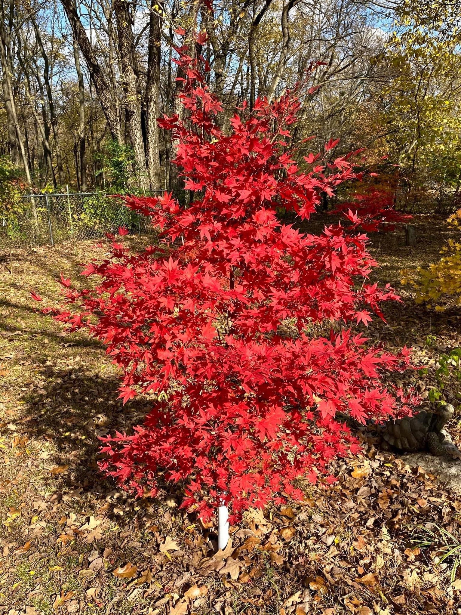 Buy Acer palmatum 'Oshio beni' Japanese Maple — Mr Maple │ Buy Japanese ...