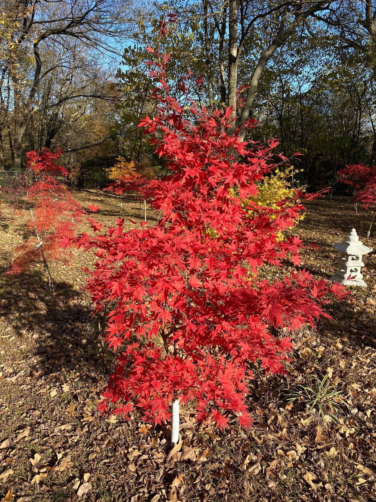 Buy Acer palmatum 'Oshio beni' Japanese Maple — Mr Maple │ Buy Japanese ...