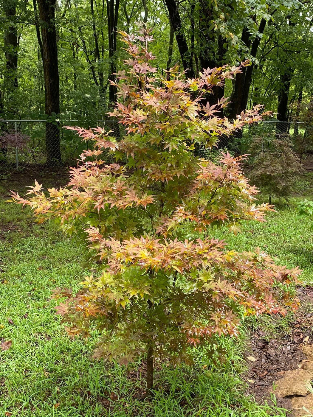 Buy Acer palmatum 'Oshio beni' Japanese Maple — Mr Maple │ Buy Japanese ...