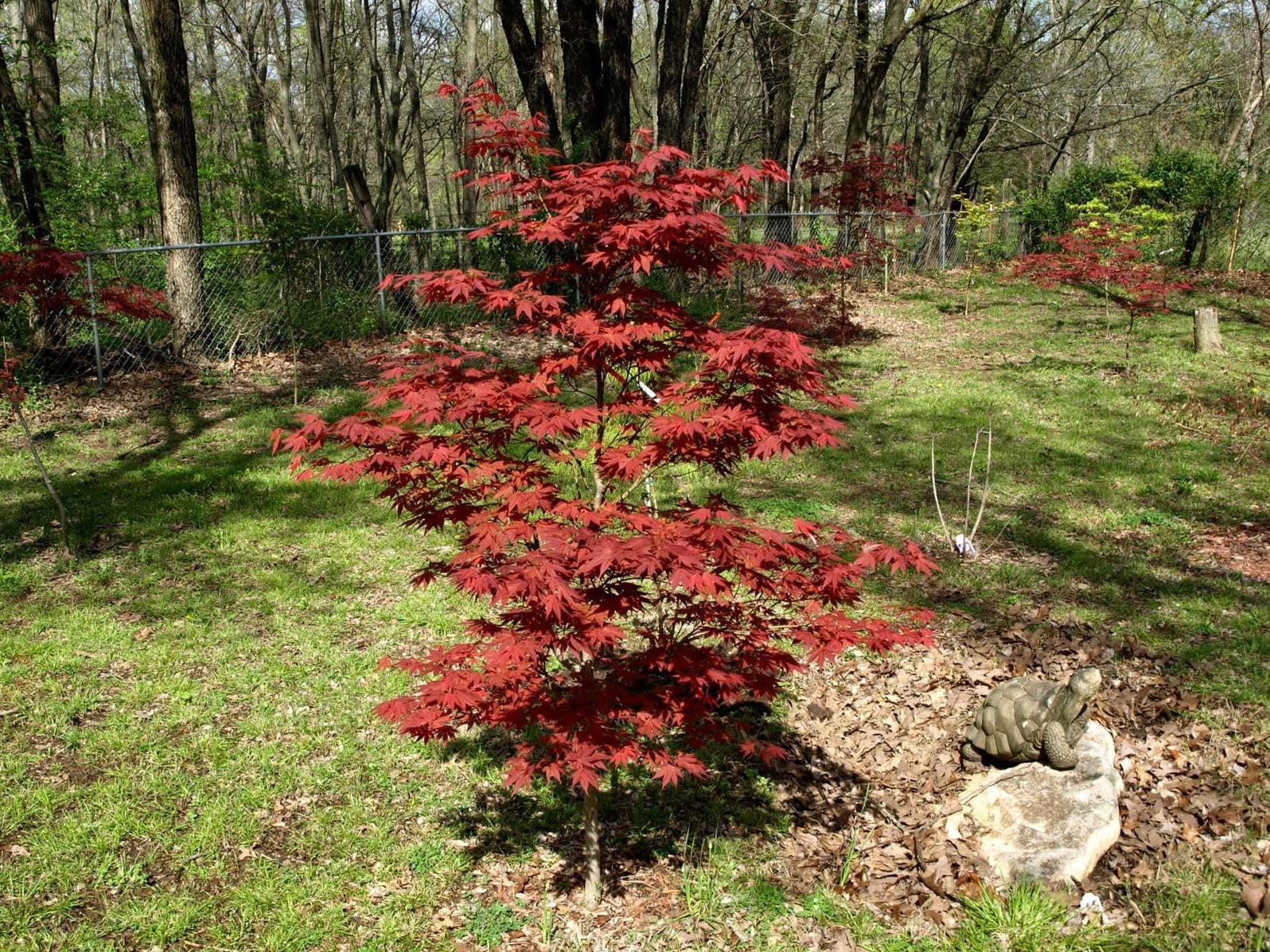 Buy Acer palmatum 'Oshio beni' Japanese Maple — Mr Maple │ Buy Japanese ...