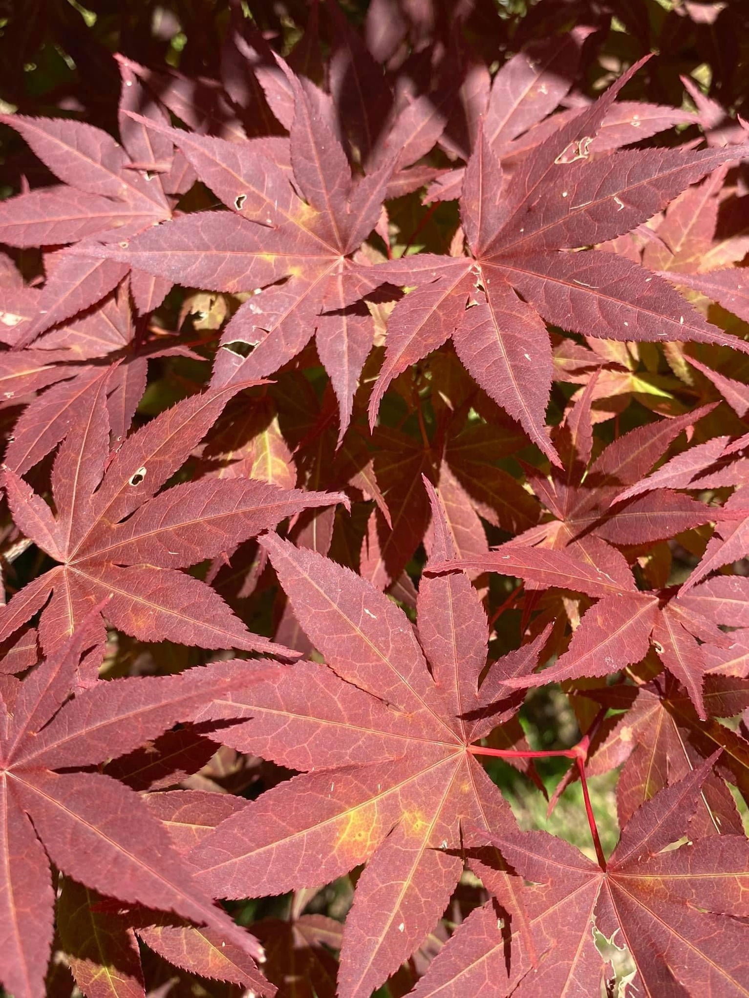 Buy Acer palmatum 'Oshio beni' Japanese Maple — Mr Maple │ Buy Japanese ...