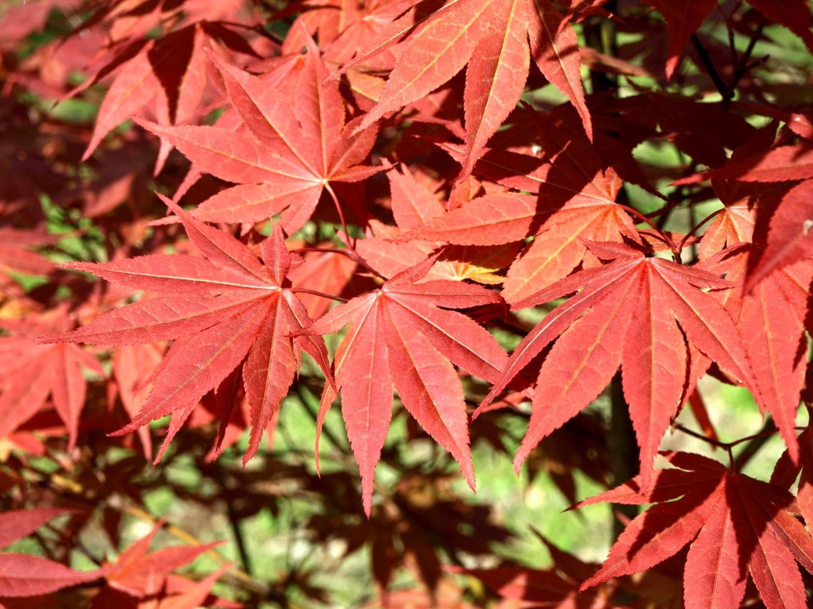 Buy Acer palmatum 'Oshio beni' Japanese Maple — Mr Maple │ Buy Japanese ...