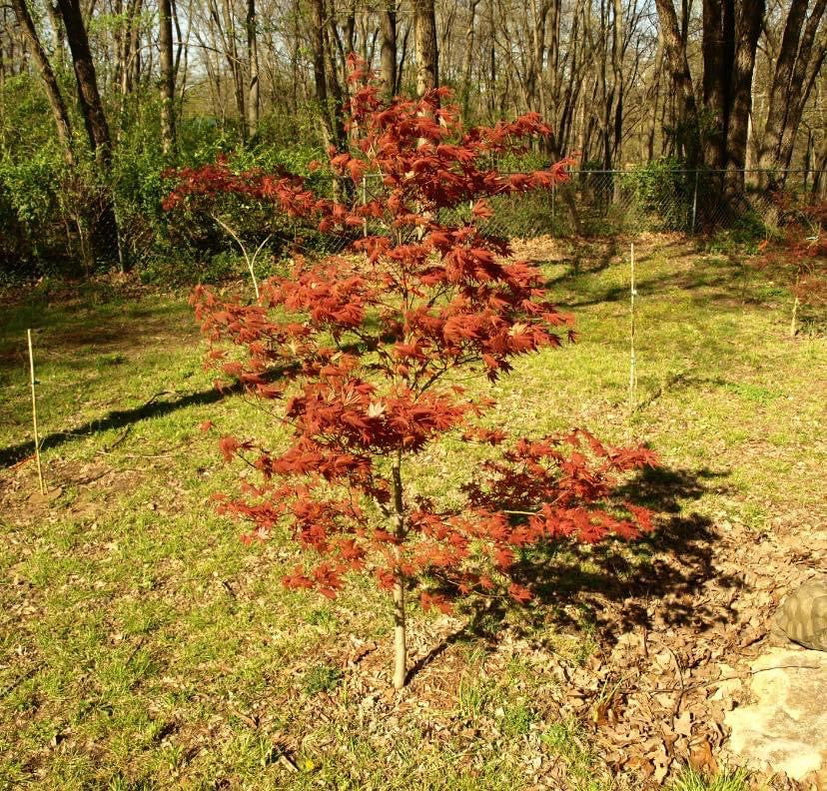 Buy Acer palmatum 'Oshio beni' Japanese Maple — Mr Maple │ Buy Japanese ...