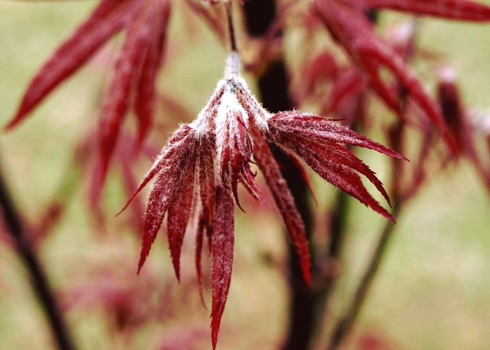 Buy Acer palmatum 'Oshio beni' Japanese Maple — Mr Maple │ Buy Japanese ...