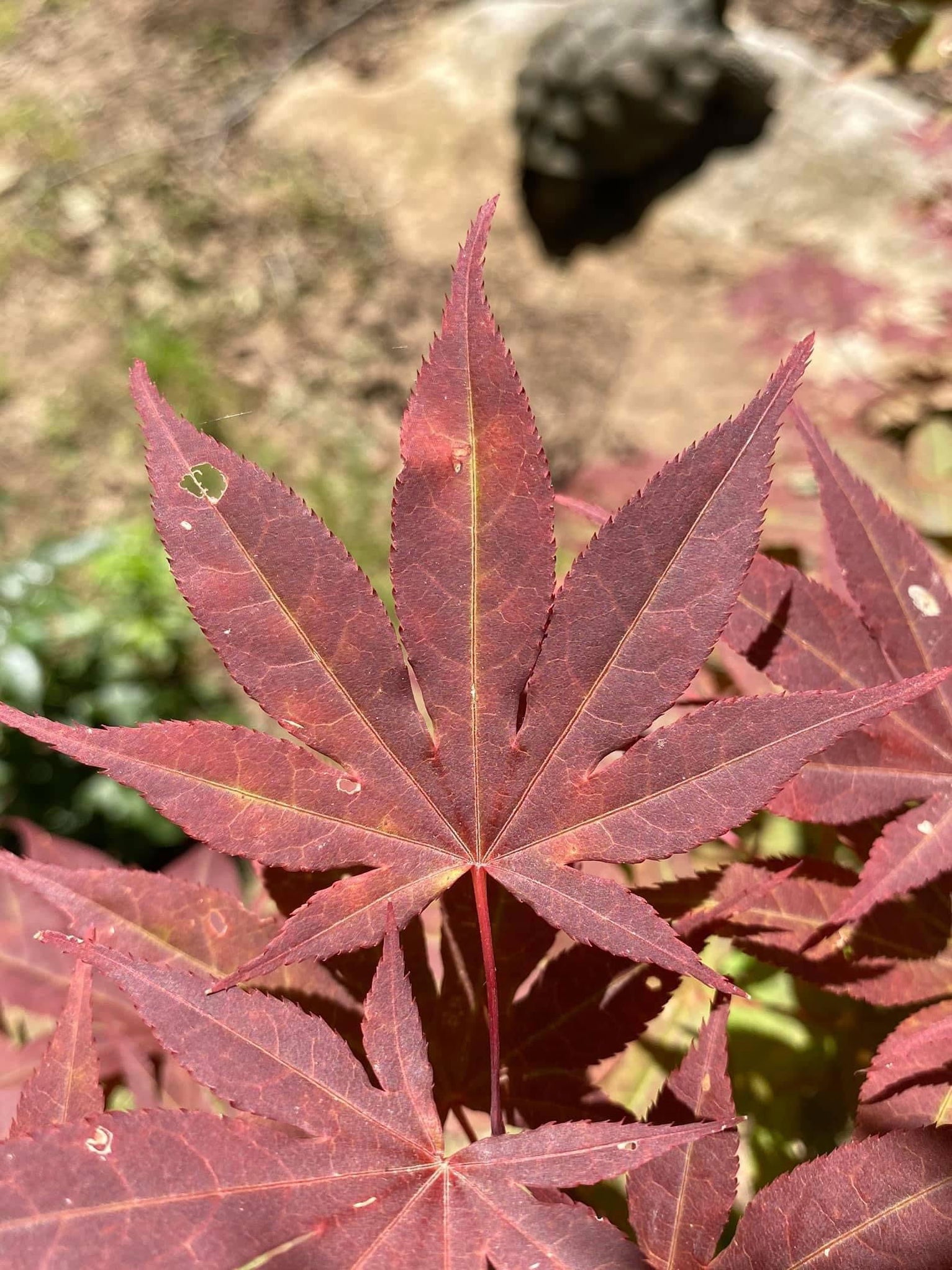 Buy Acer palmatum 'Oshio beni' Japanese Maple — Mr Maple │ Buy Japanese ...