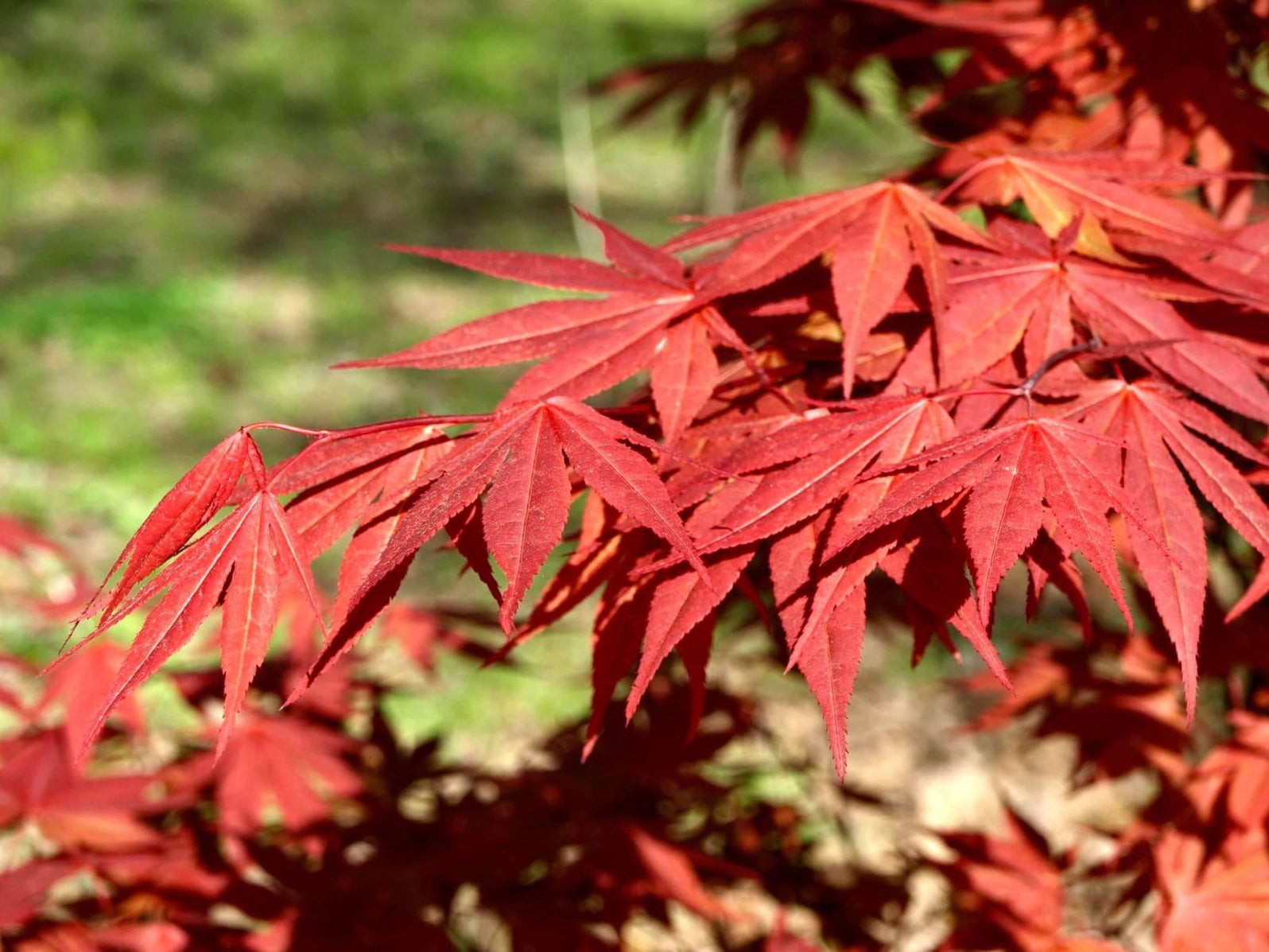 Buy Acer palmatum 'Oshio beni' Japanese Maple — Mr Maple │ Buy Japanese ...