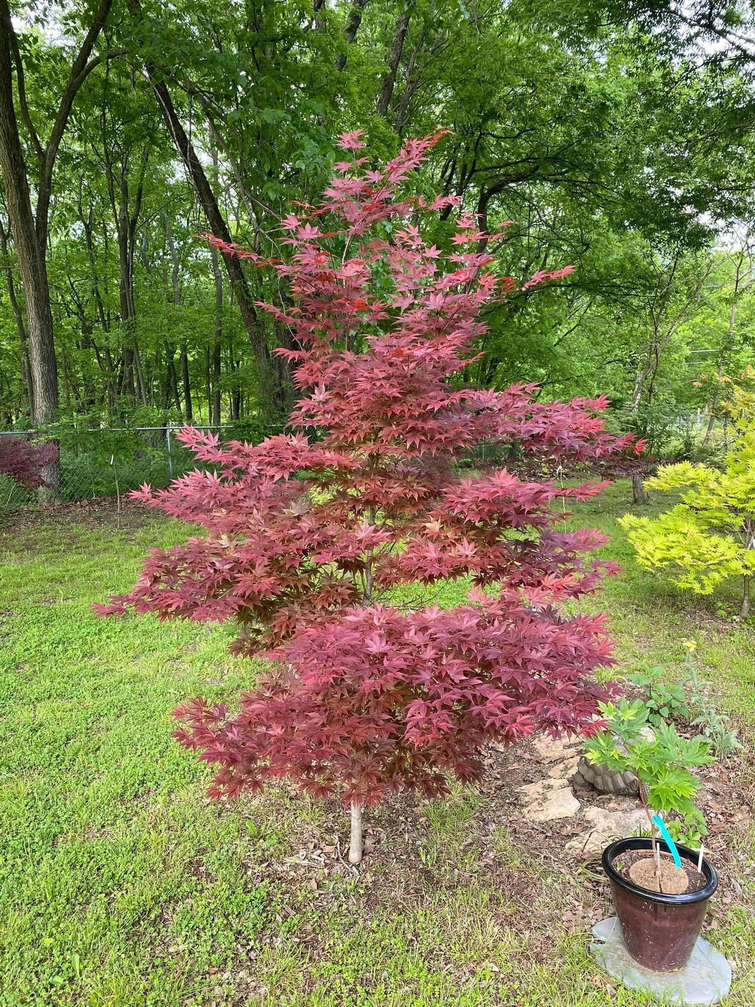 Buy Acer palmatum 'Oshio beni' Japanese Maple — Mr Maple │ Buy Japanese ...