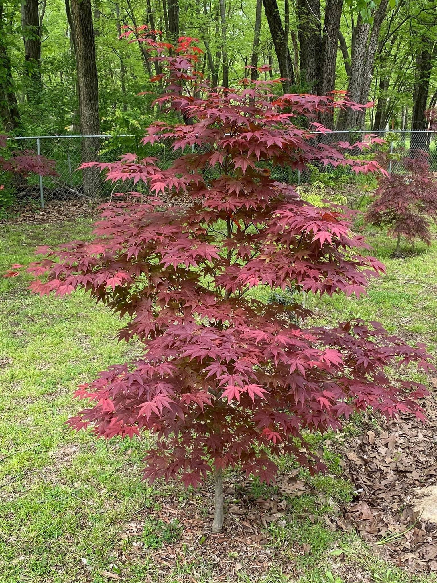 Buy Acer palmatum 'Oshio beni' Japanese Maple — Mr Maple │ Buy Japanese ...