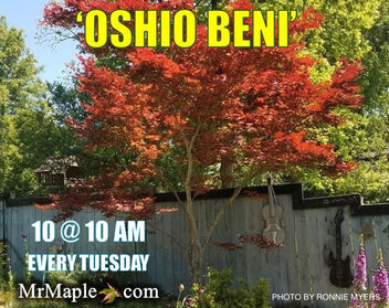 Buy Acer palmatum 'Oshio beni' Japanese Maple — Mr Maple │ Buy Japanese ...