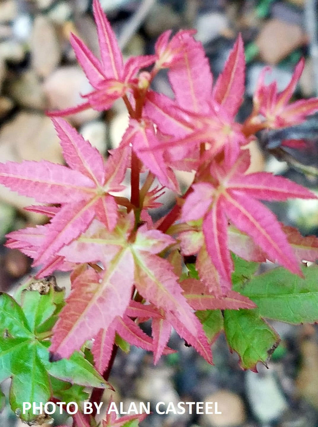 Buy Acer palmatum 'Otaha' Dwarf Pink Japanese Maple — Mr Maple │ Buy ...