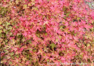 Buy Acer palmatum 'Otaha' Dwarf Pink Japanese Maple — Mr Maple │ Buy ...