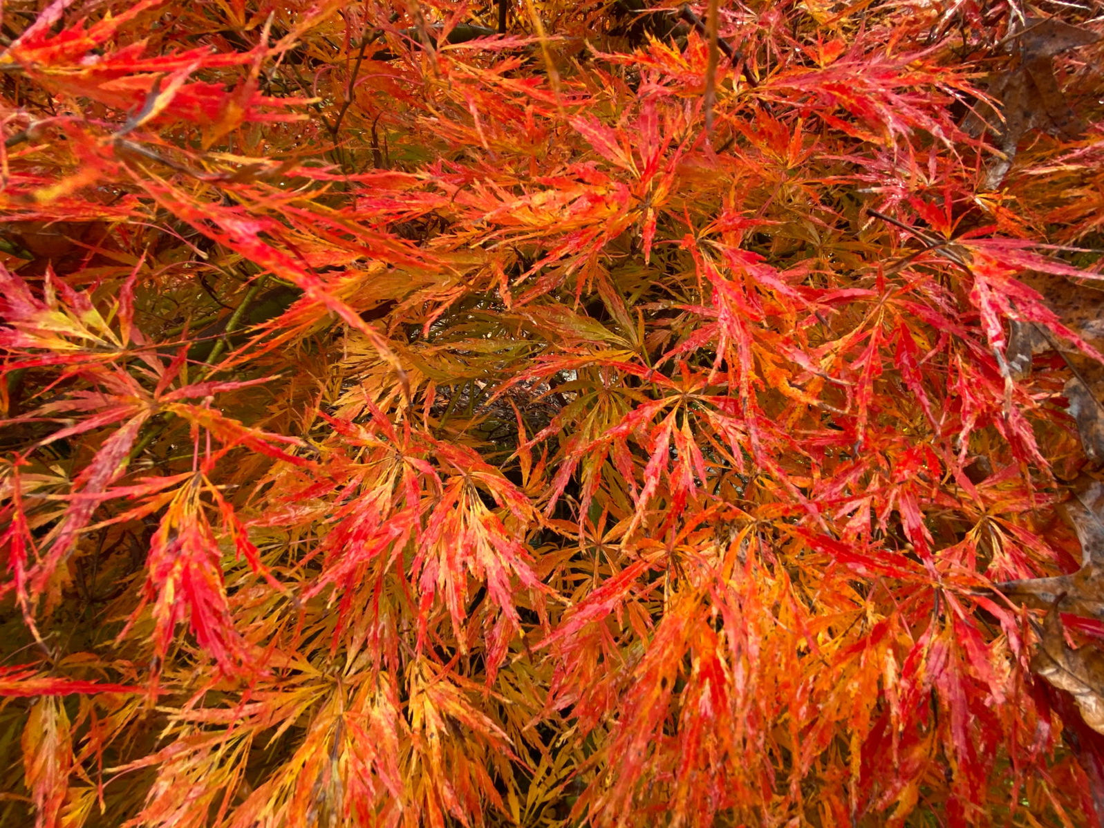 Buy Weeping Japanese Maples — Mr Maple │ Buy Japanese Maple Trees