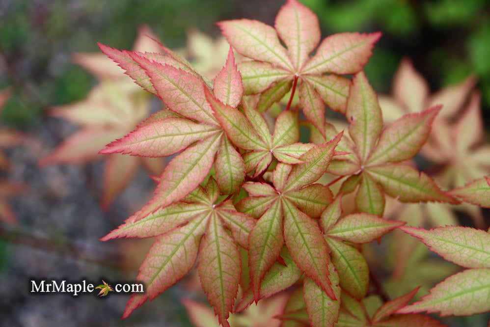 Buy Variegated Japanese Maples — Mr Maple │ Buy Japanese Maple Trees