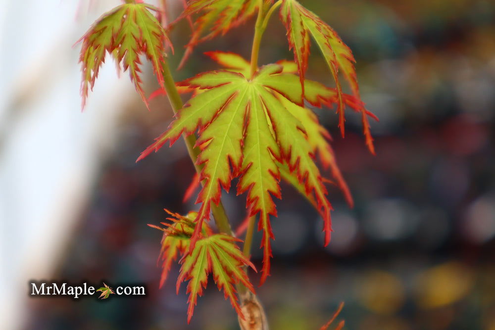 Buy-Acer palmatum 'Patsy' Japanese Maple — Mr Maple │ Buy Japanese ...
