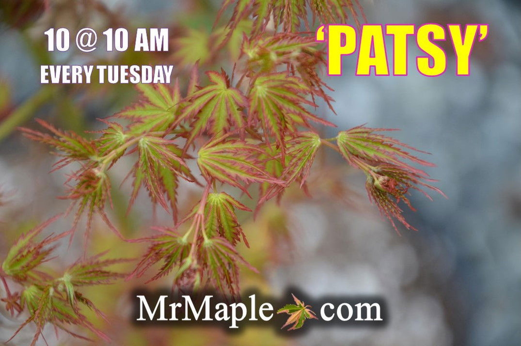 Buy-Acer palmatum 'Patsy' Japanese Maple — Mr Maple │ Buy Japanese ...