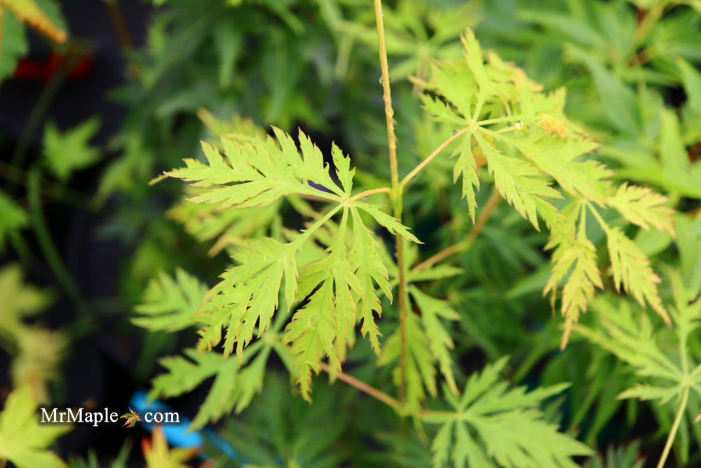 Buy Acer palmatum 'Pendula Angustilobum' Rare Japanese Maple — Mr Maple ...
