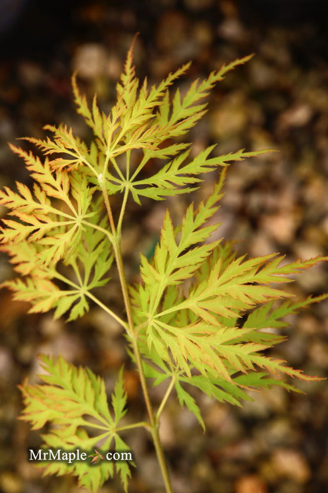 Buy Acer palmatum 'Pendula Angustilobum' Rare Japanese Maple — Mr Maple ...