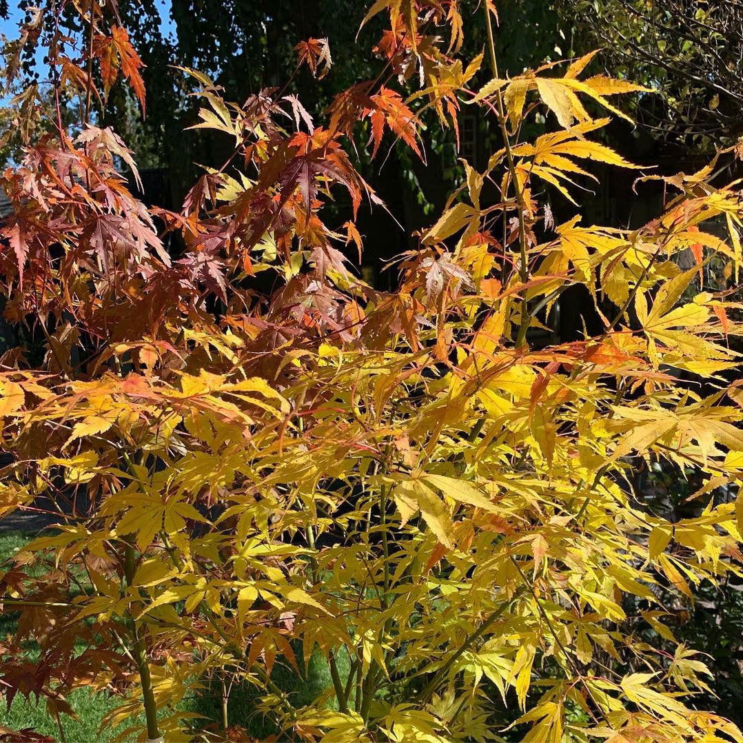 Buy Acer palmatum 'Peridot Flame' Japanese Maple — Mr Maple │ Buy ...