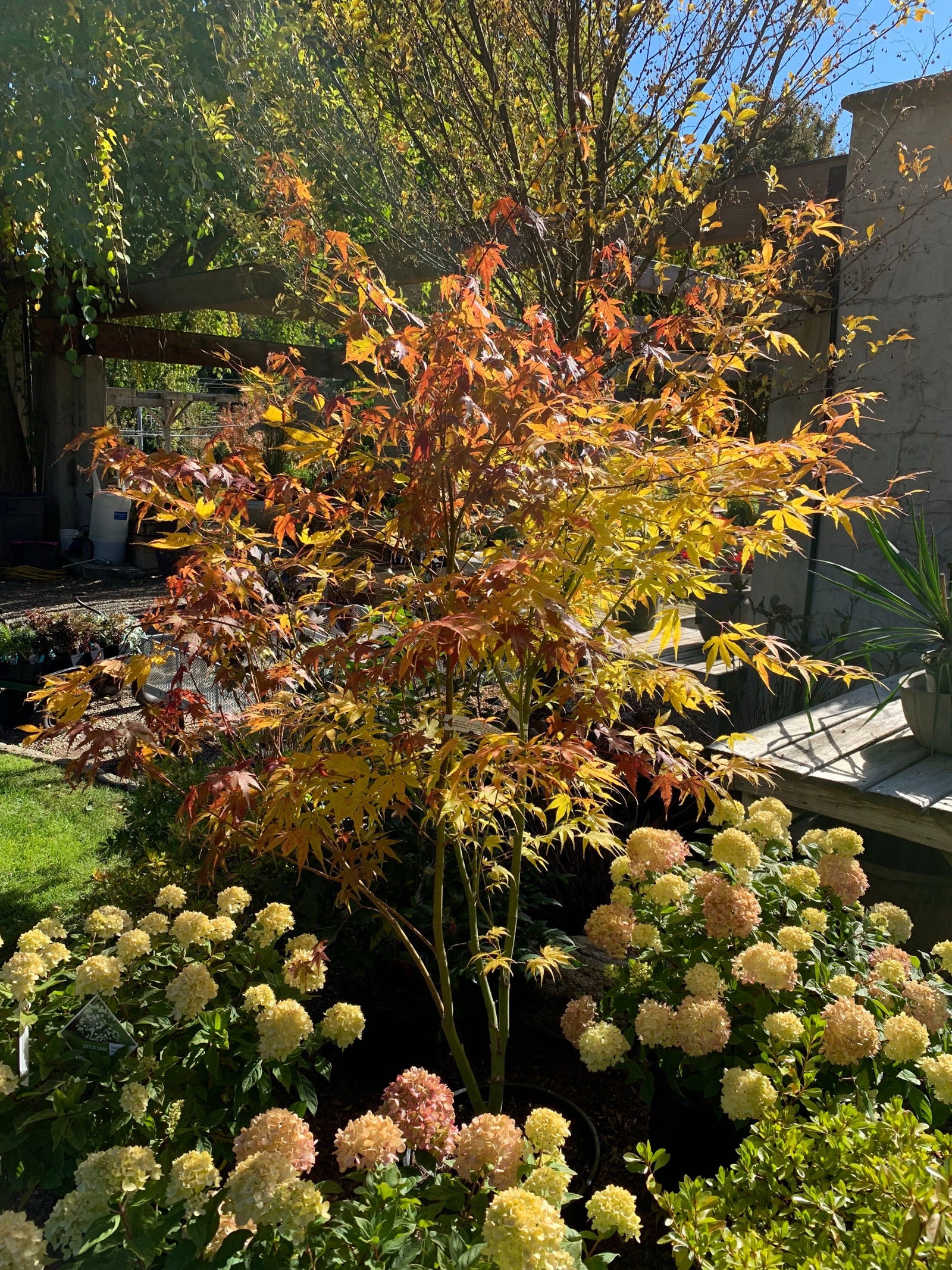 Buy Acer palmatum 'Peridot Flame' Japanese Maple — Mr Maple │ Buy ...