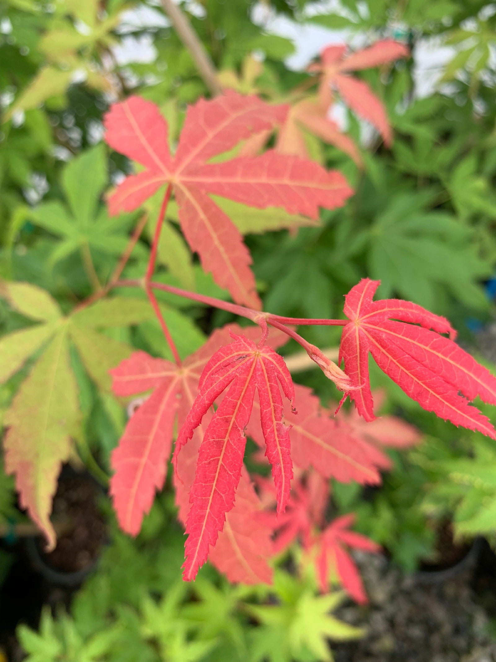 Buy Acer palmatum 'Peridot Flame' Japanese Maple — Mr Maple │ Buy ...