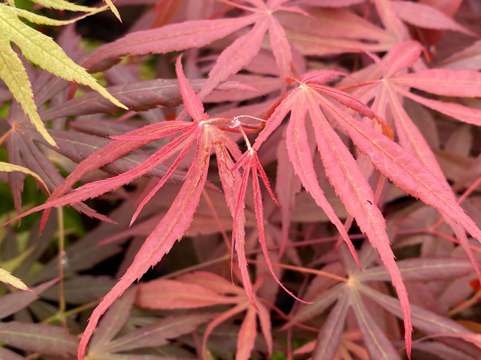 Buy Acer palmatum 'Peve Dave' Japanese Maple — Mr Maple │ Buy Japanese ...
