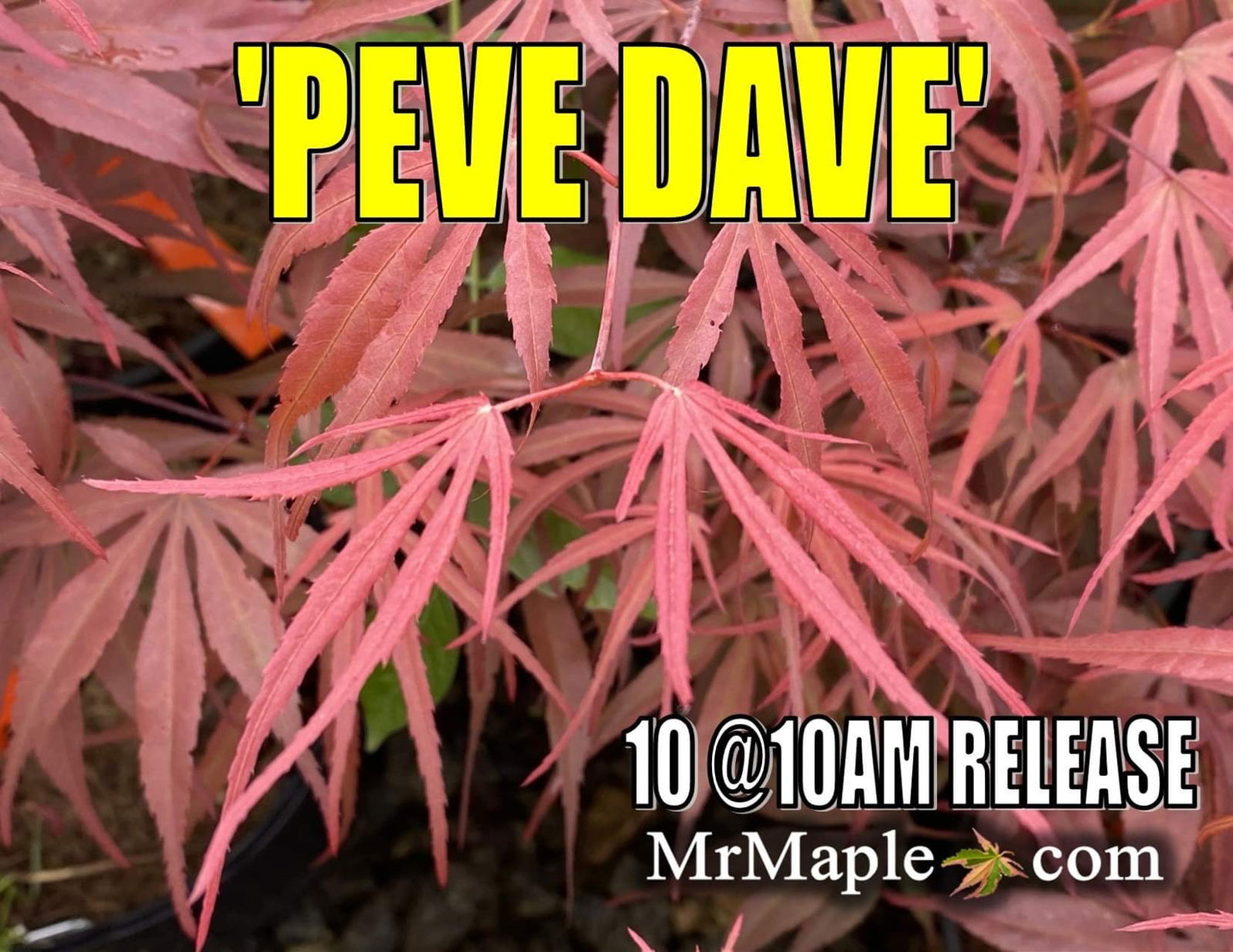 Buy Acer palmatum 'Peve Dave' Japanese Maple — Mr Maple │ Buy Japanese ...